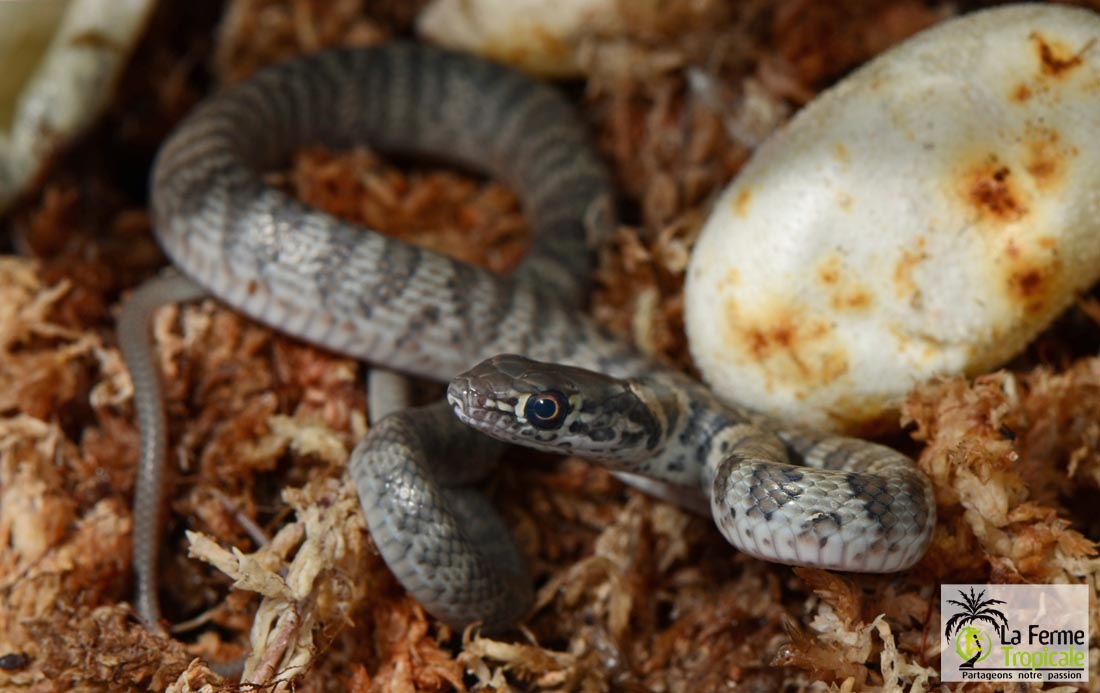 [Sur le vif] Naissance de Masticophis flagellum piceus